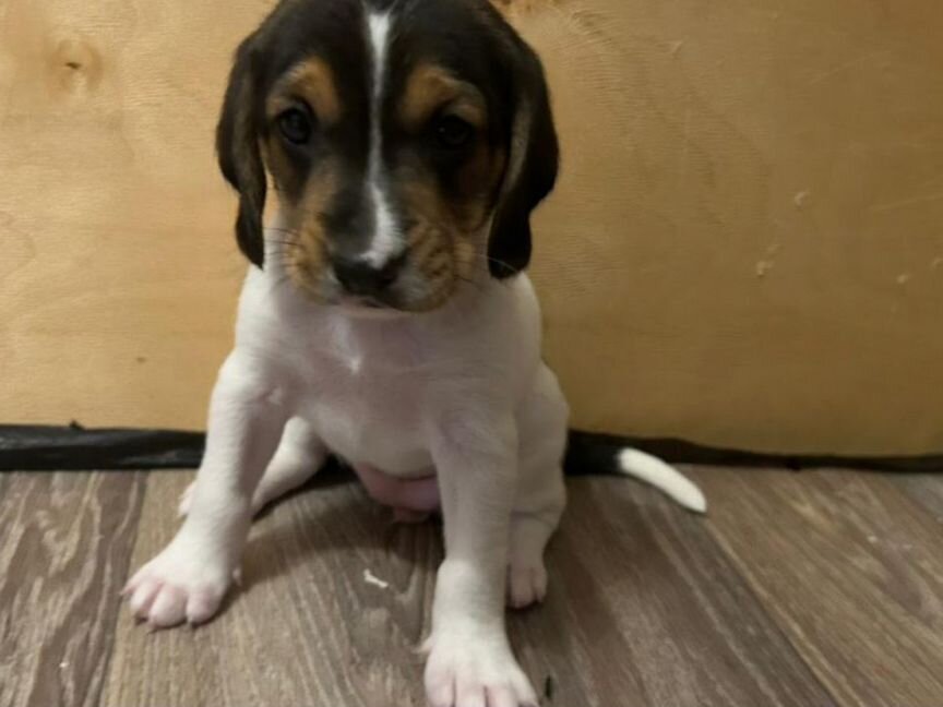 Эстонская гончая щенки