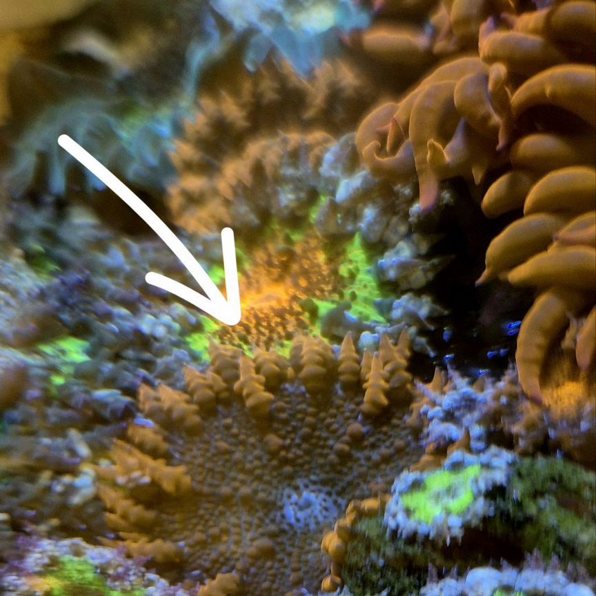 Продам рок анемона