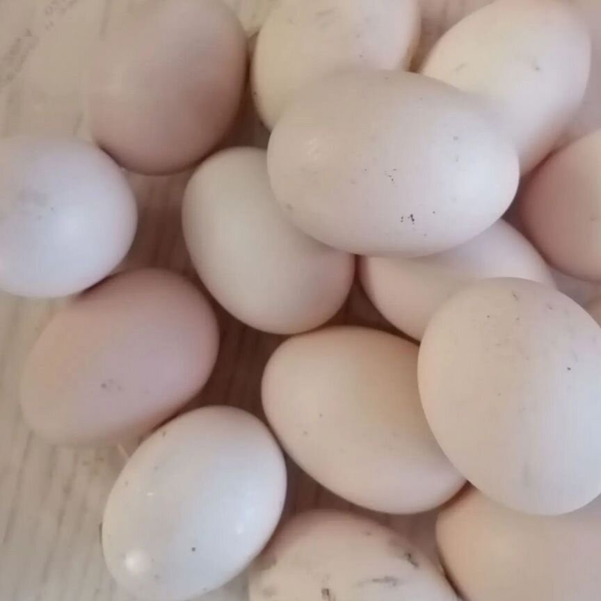 Яйцо домашнее инкубационное