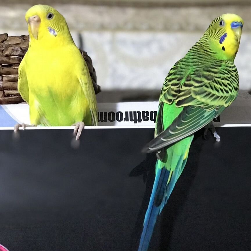 Волнистый попугай самка и самец (пара )
