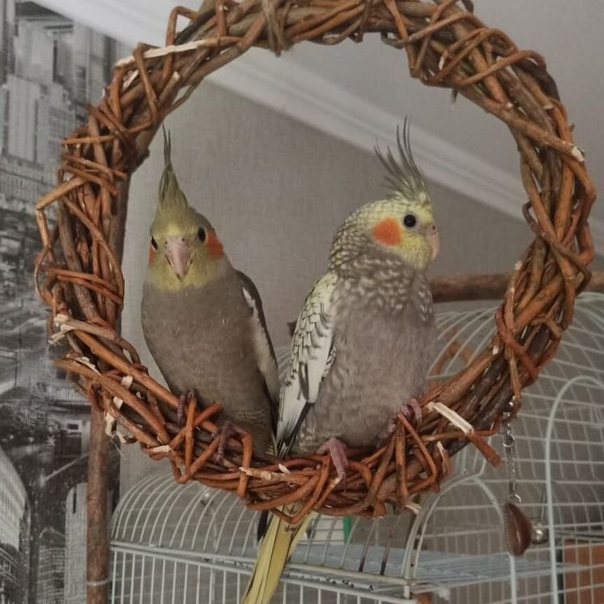 Веселые,жизнерадостные птенцы кореллы ищут новый д