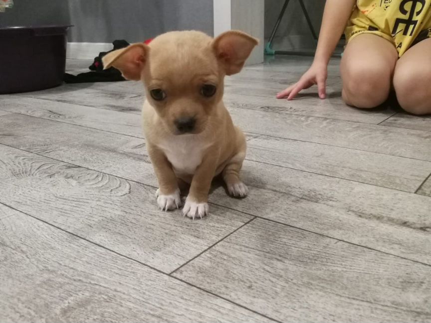 Щенки чихуахуа стандарт