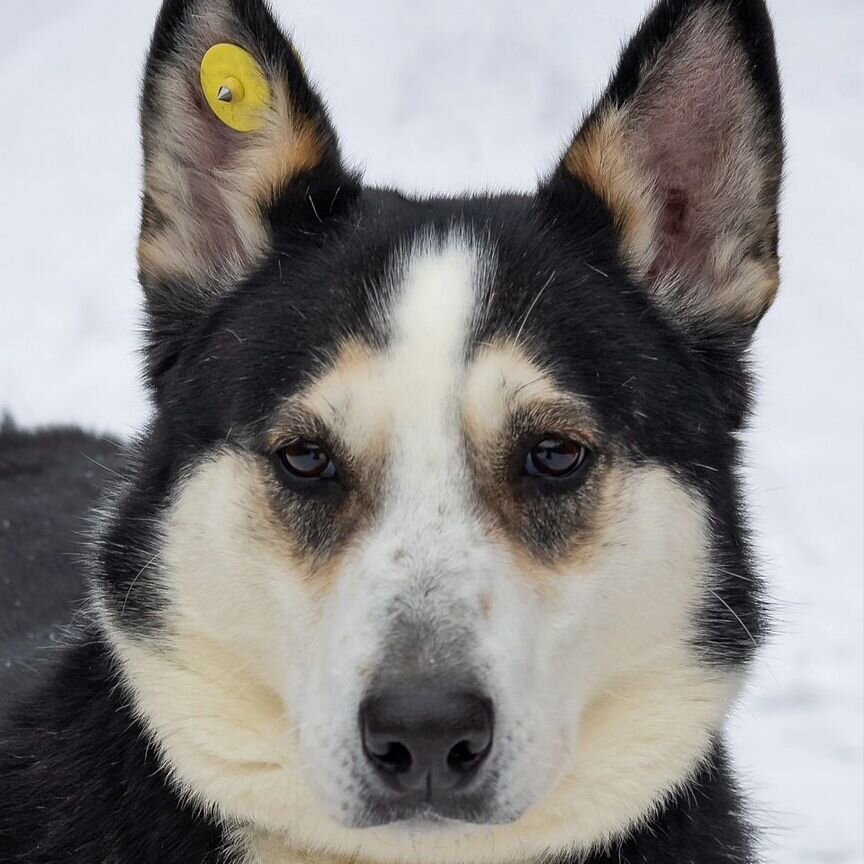 Шикарная собака