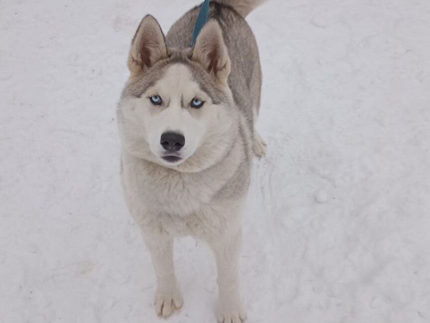Сибирский хаски