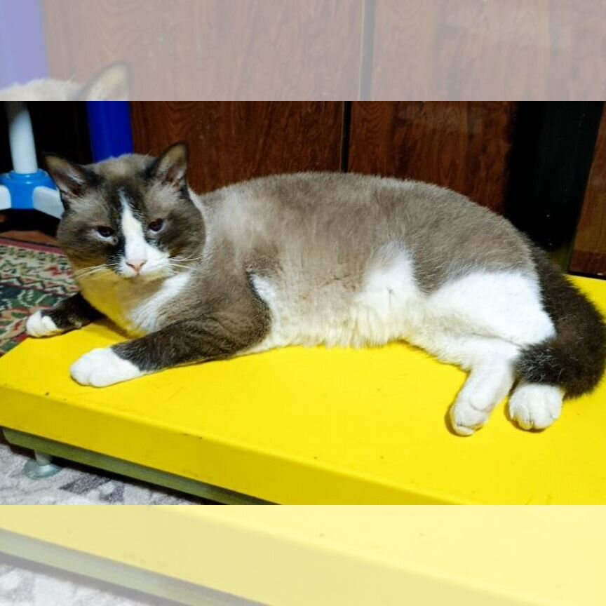 Взрослый кот в добрые руки