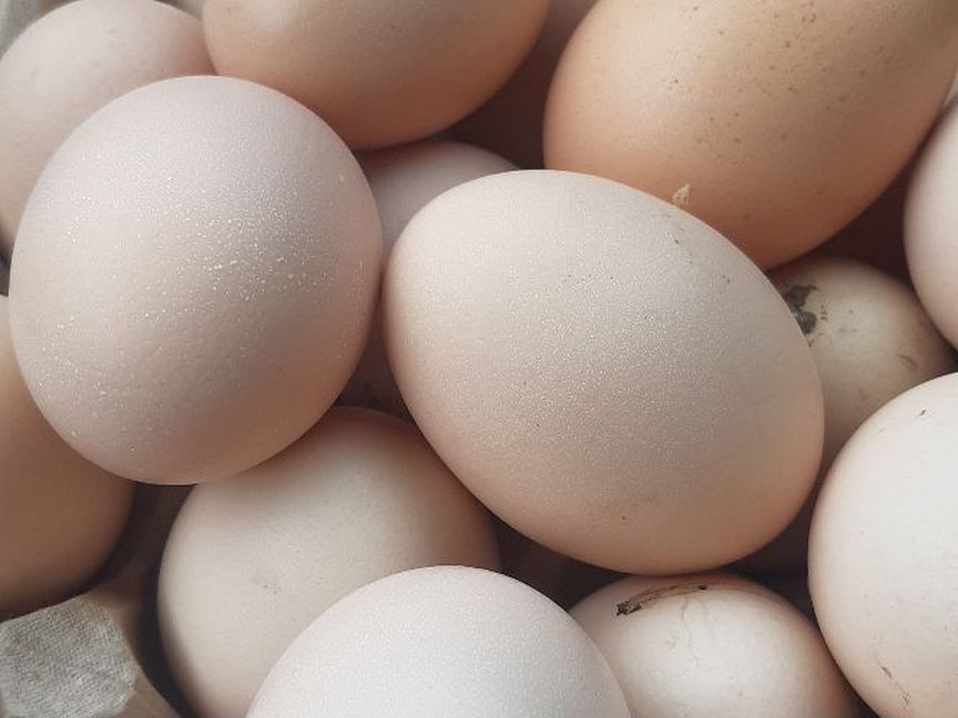 Домашние куриные яйца инкубационные
