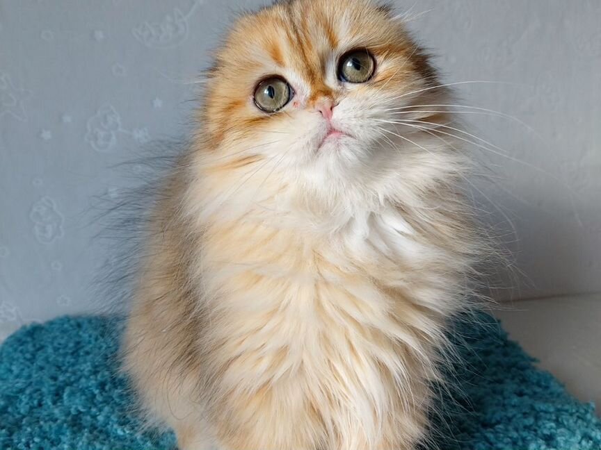 Шотландский кукольный мальчик