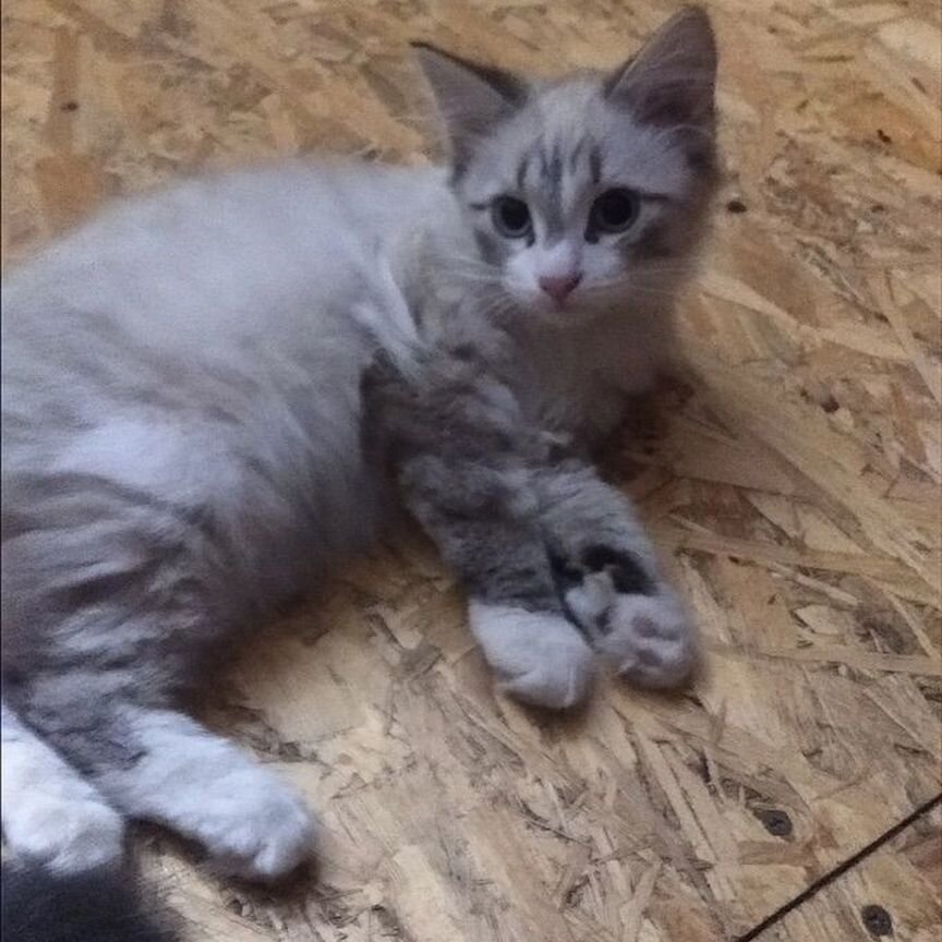 Отдам котенка(мальчика) в добрые руки
