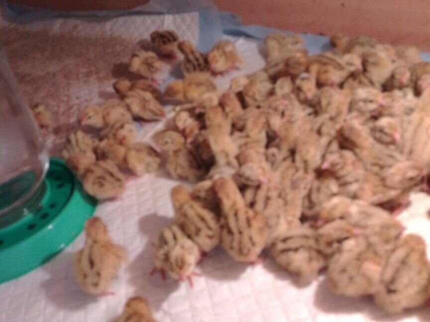 Перепела суточные