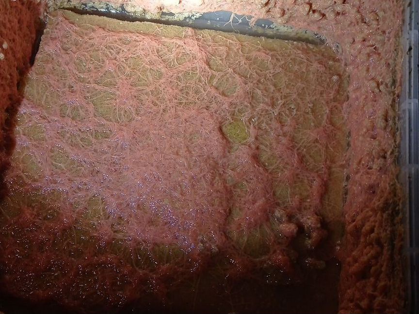 Продам трубочник изя