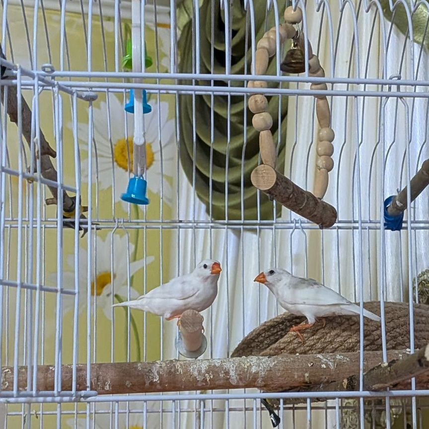 Зебровые амадины