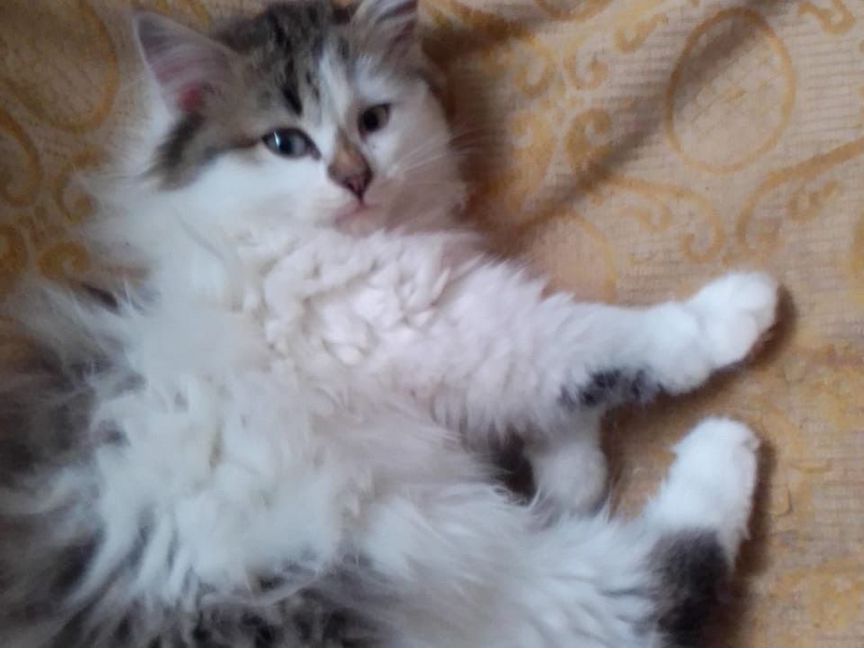 Котейка