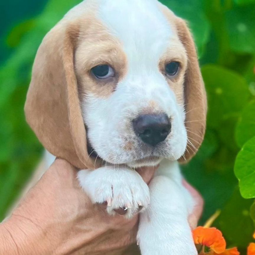 Щенок бигль мальчик