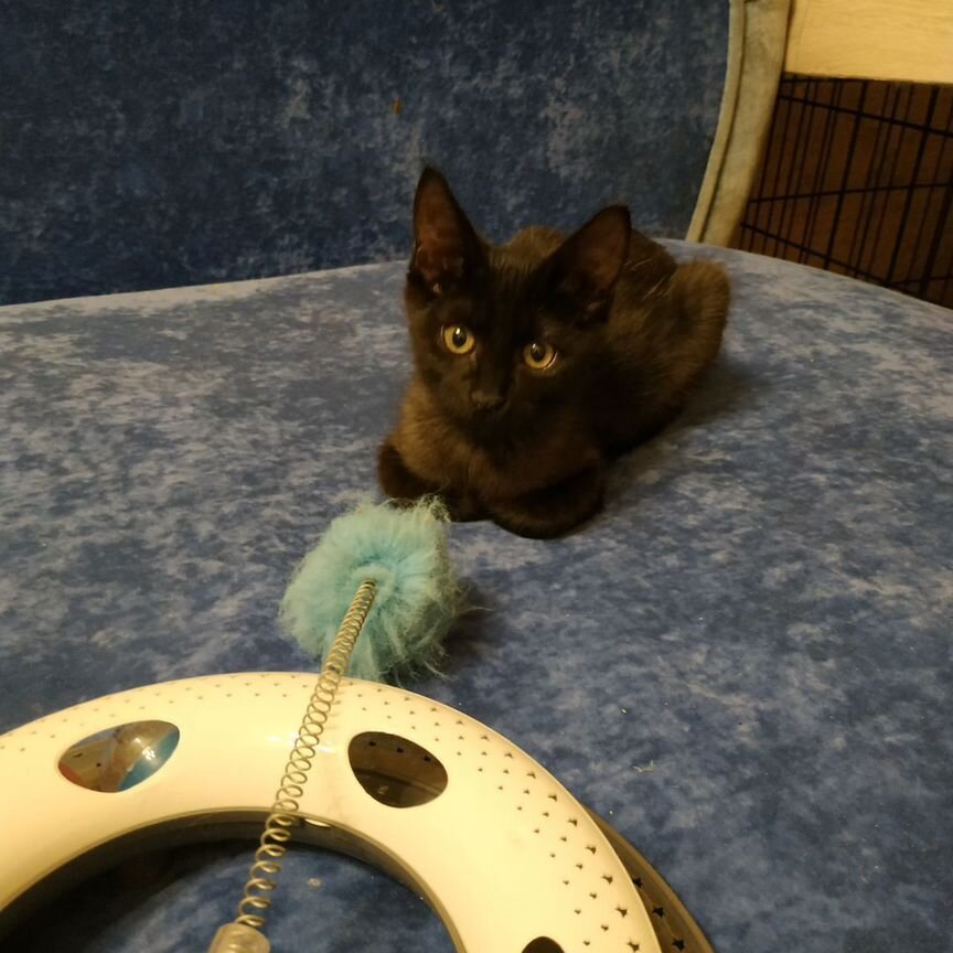 Черныш - малыш