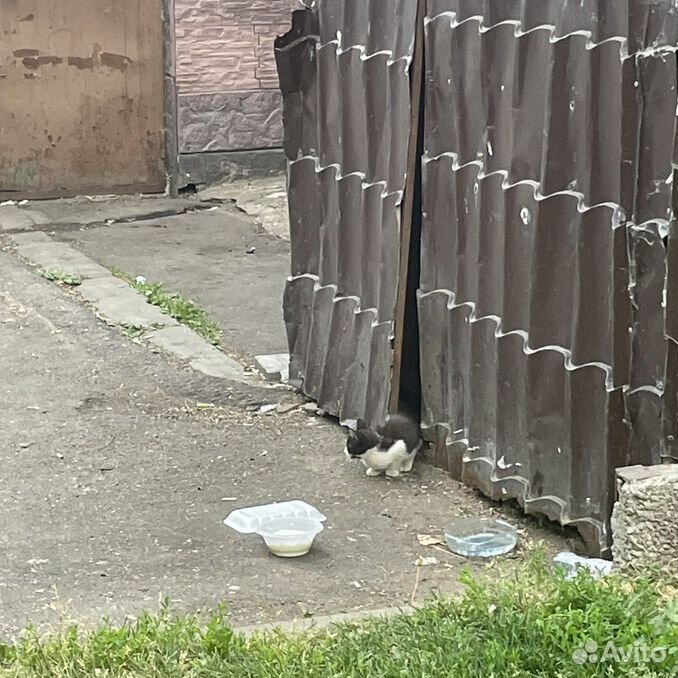 Спосите котят
