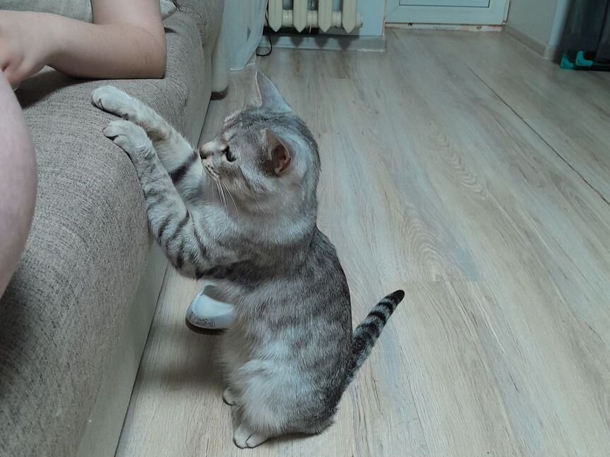 Кот