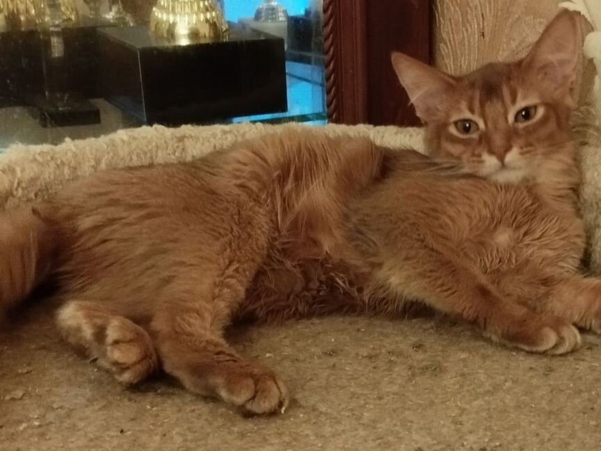 Девочка Сомали