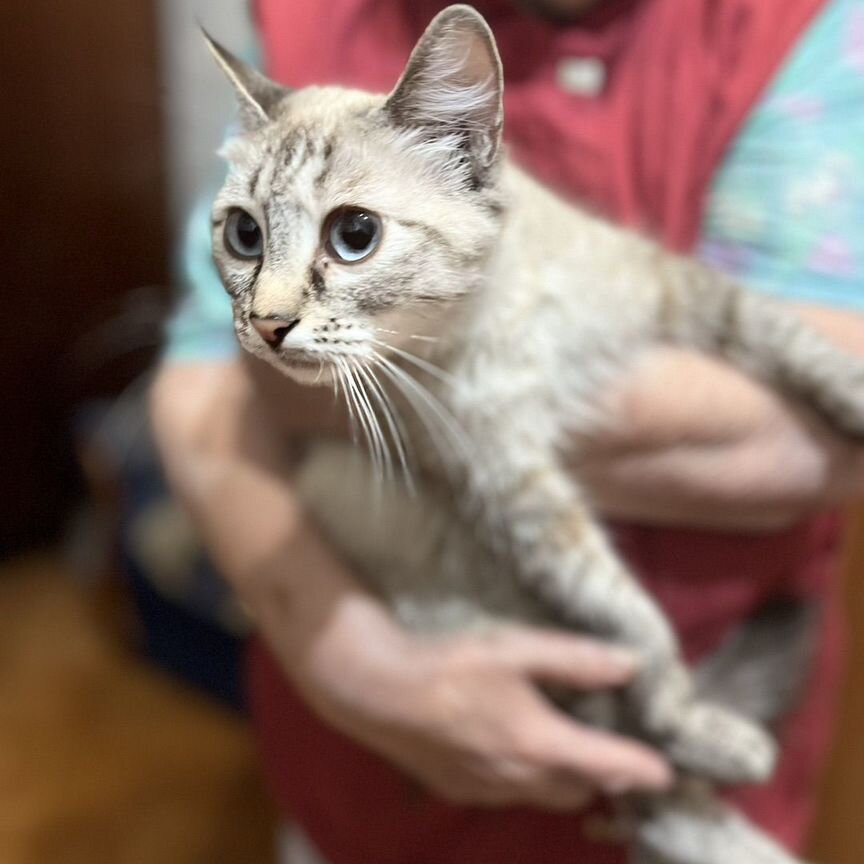 Кошка 1,5 года стерилизована