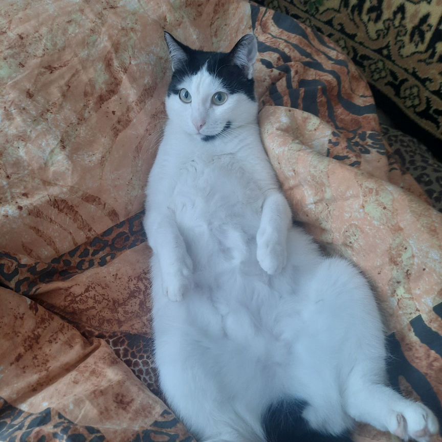 Взрослый кот в добрые руки