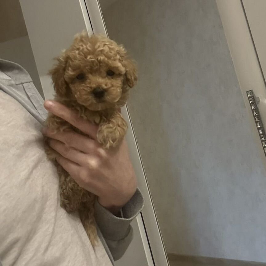 Мальтипу, щенок