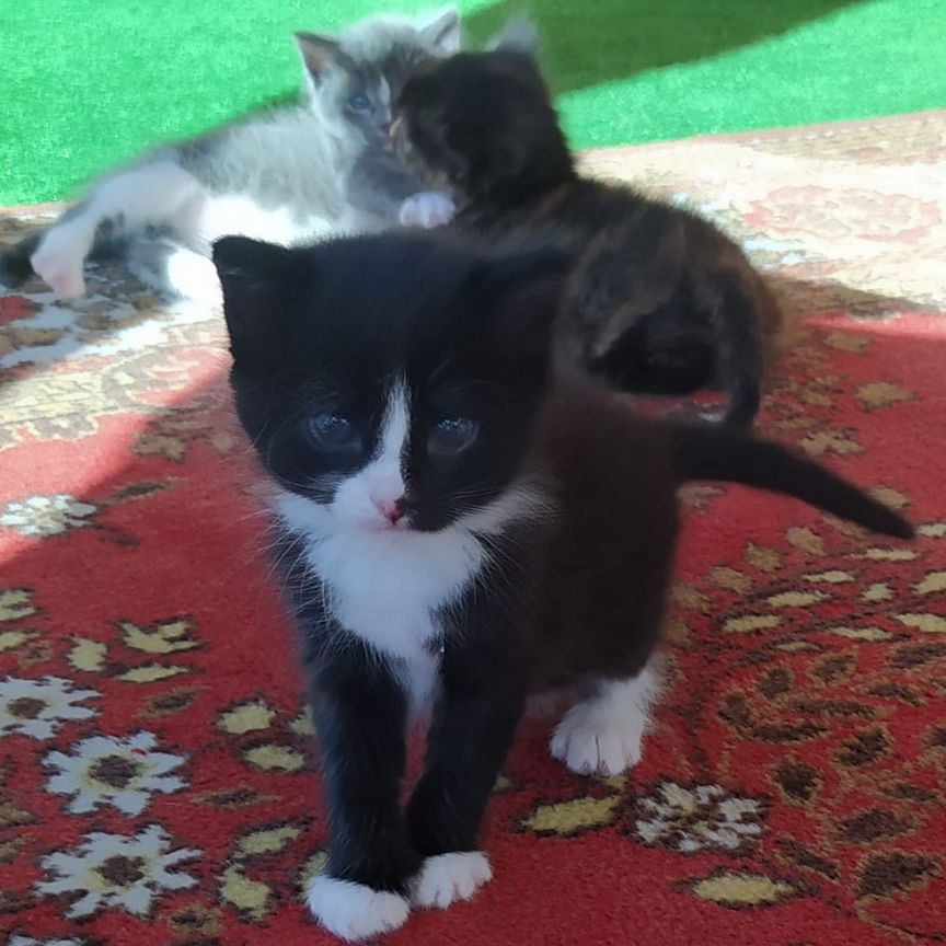 Отдам котят в добрые руки