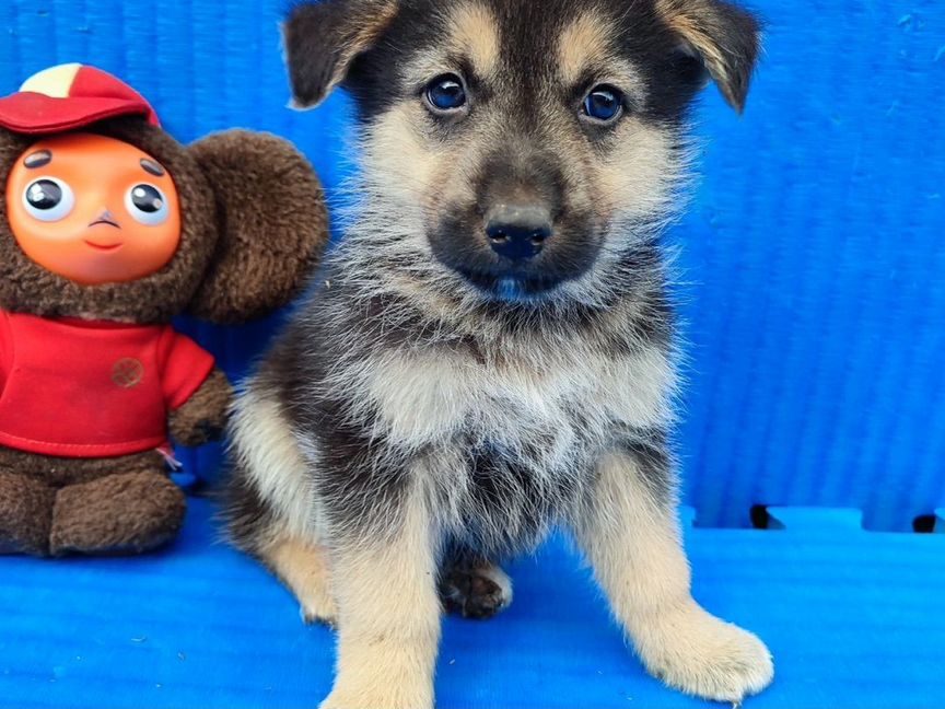 Щенки, в добрые руки, бесплатно