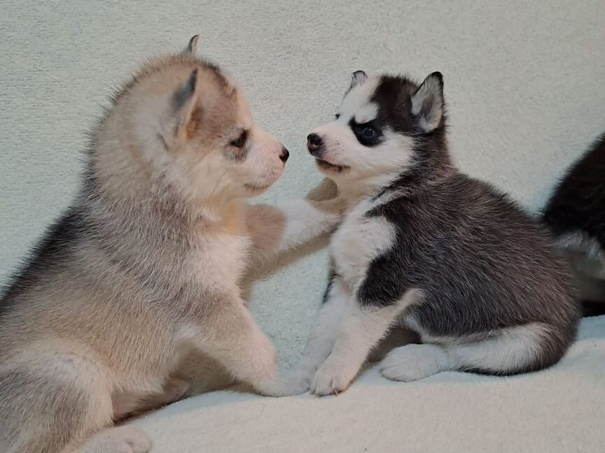 Щенки хаски