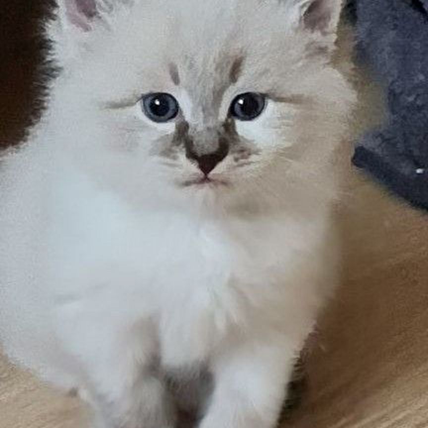 Красивые котята