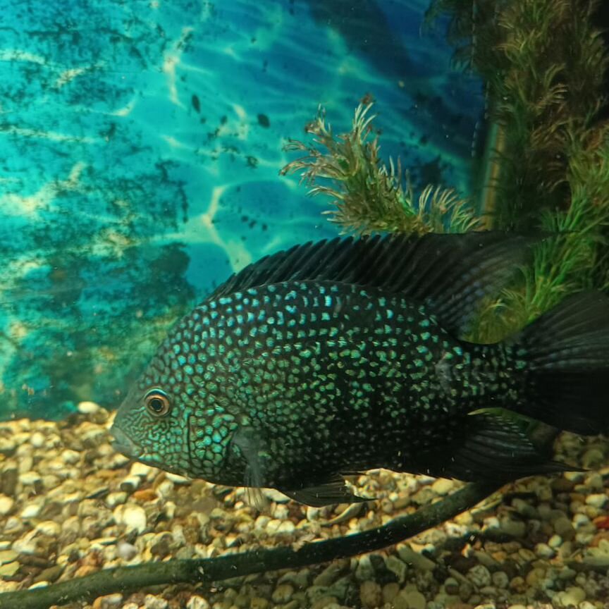 Бриллиантовая цихлазома