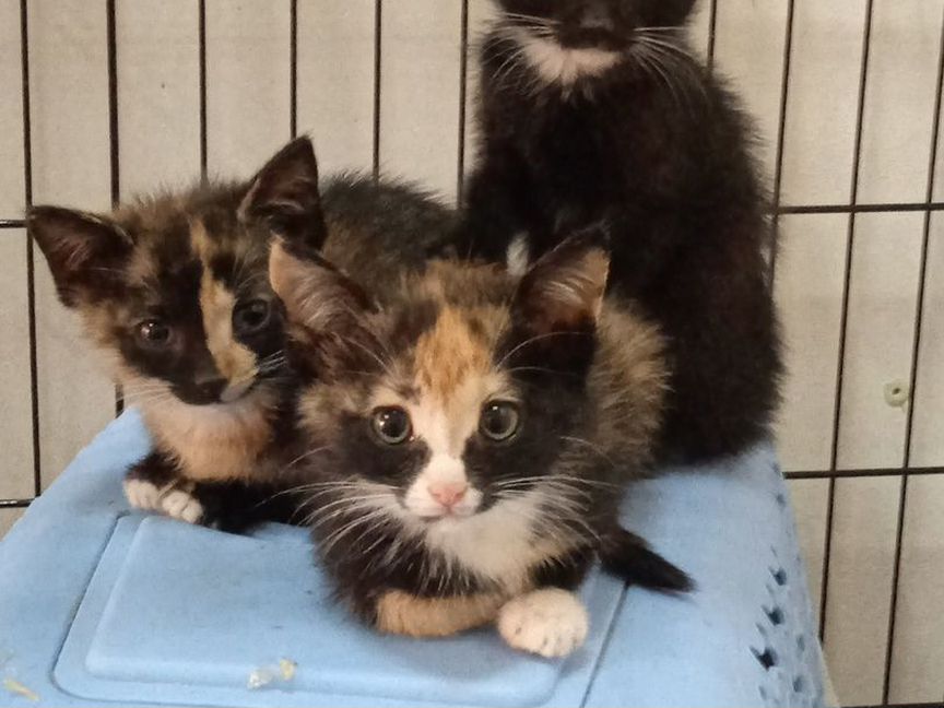 Акварель, Пеструша, Черепашка ищут дом