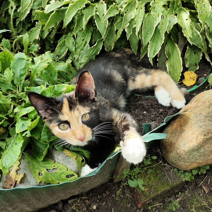 Котенок в добрые руки