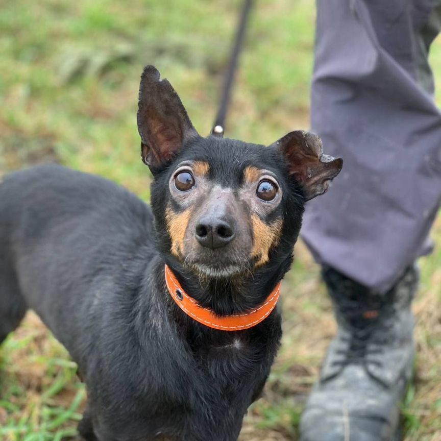 Нежнейшая девочка ищет добрые ручки