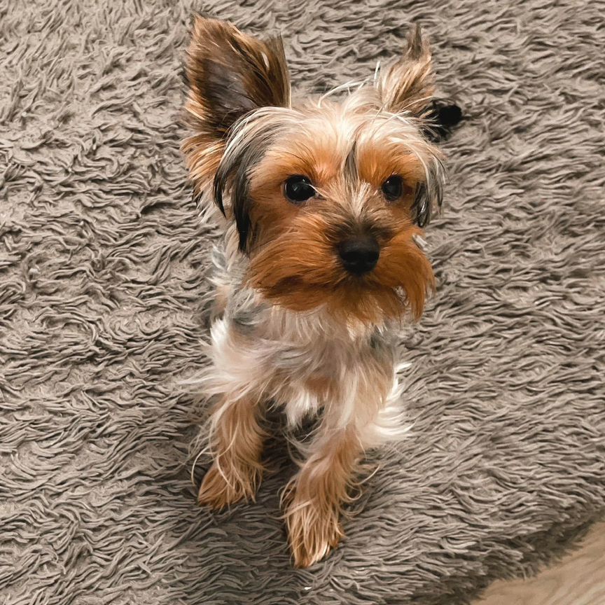 Отдам собаку в добрые руки йорк