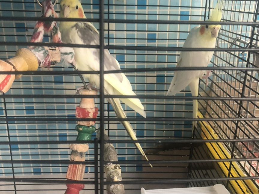 Попугай корелла пара