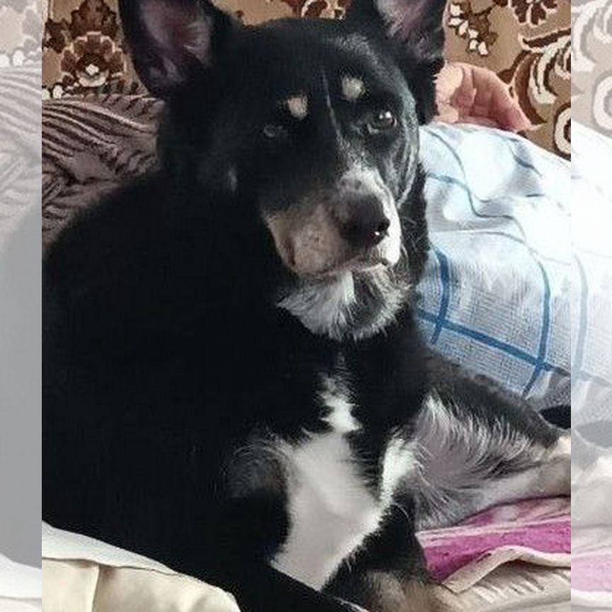 Взрослая собака в добрые руки