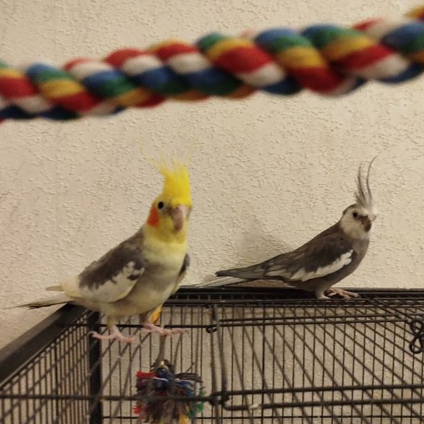 Попугай корелла с клеткой