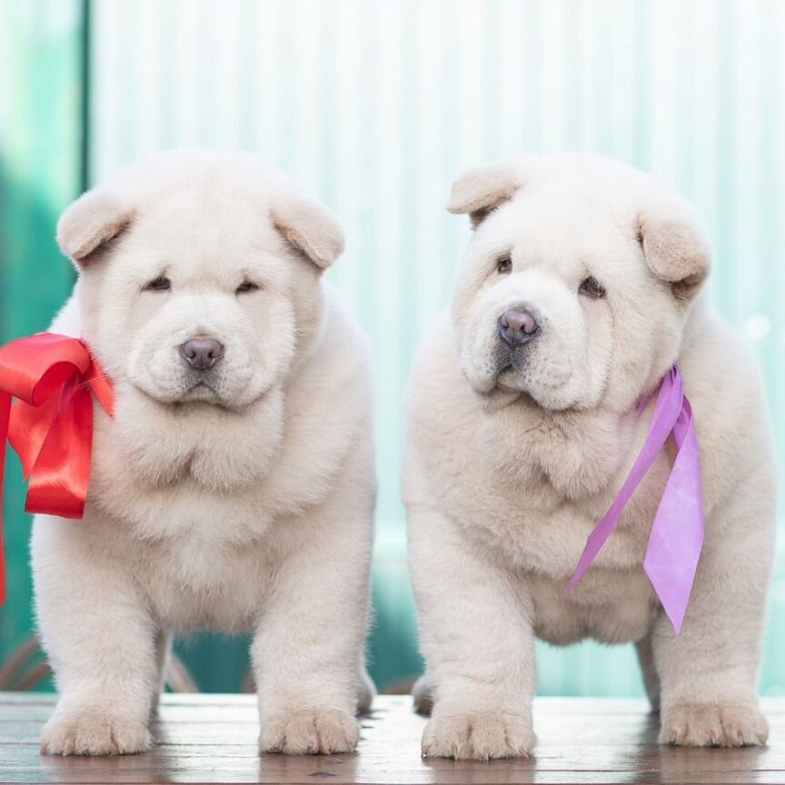 Чау-чау смуфы