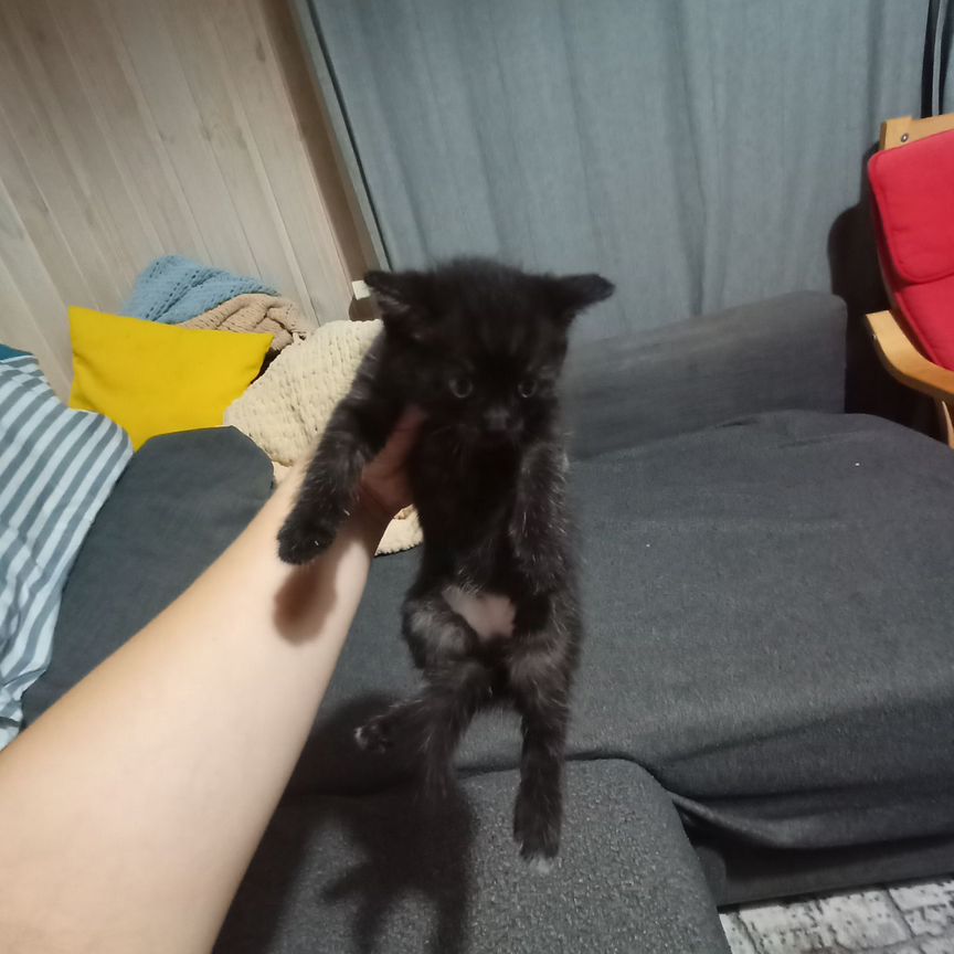 Отдам котенка в добрые руки