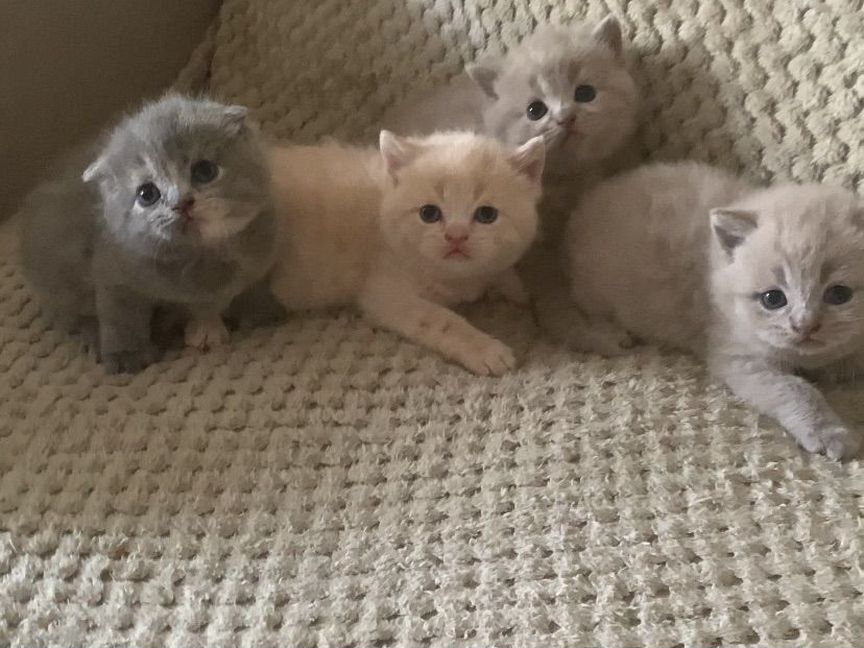 Шотландские котята