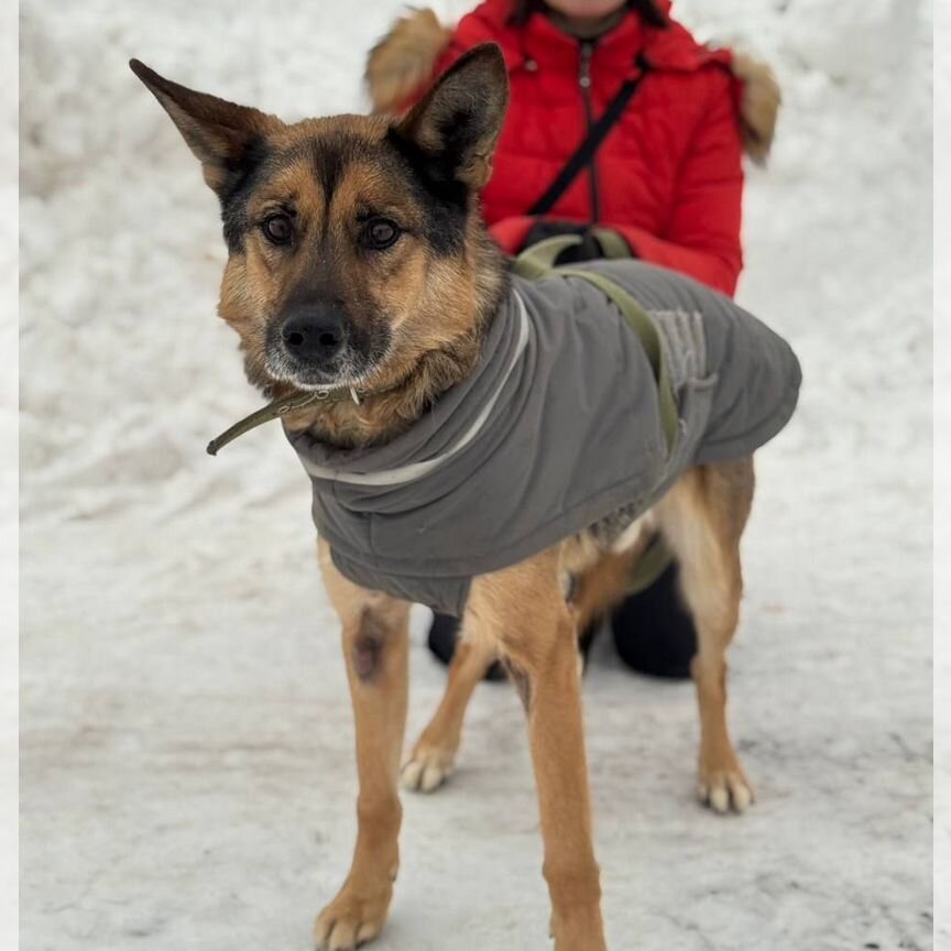 Взрослый пёс в добрые руки