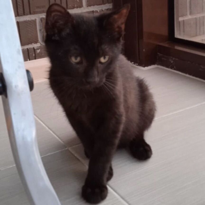 Котенок Маркус очень милый в добрые руки