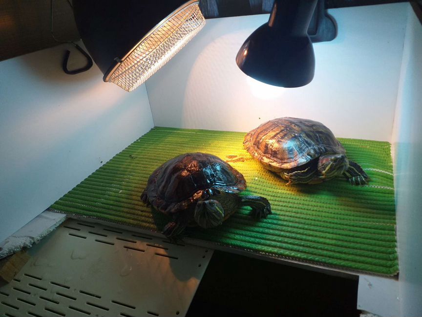 Красноухая черепаха бесплатно