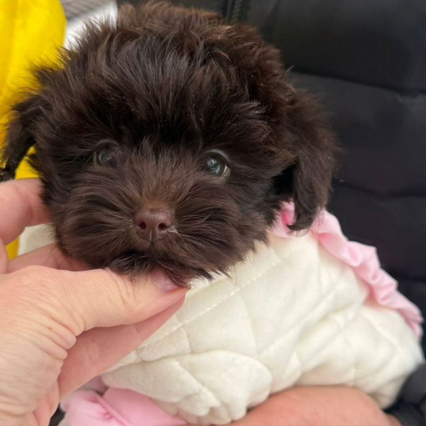 Мальтипу, щенок