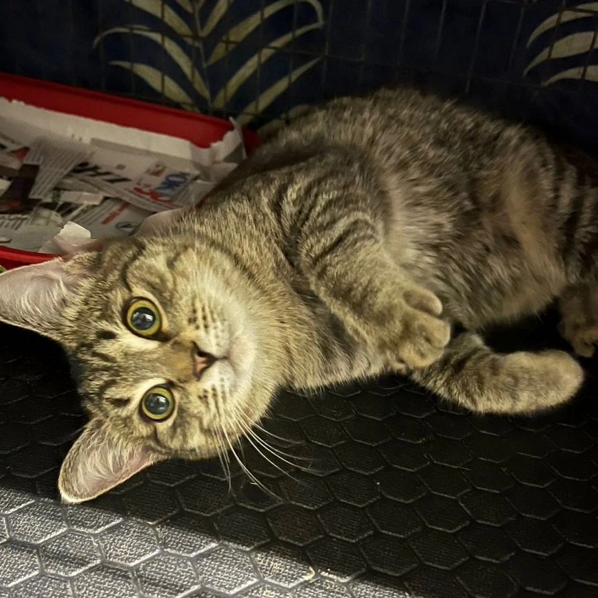 Котик в добрые руки