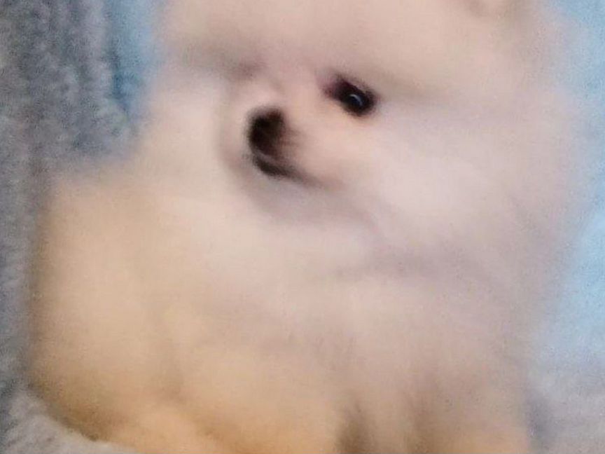 Померанский шпиц