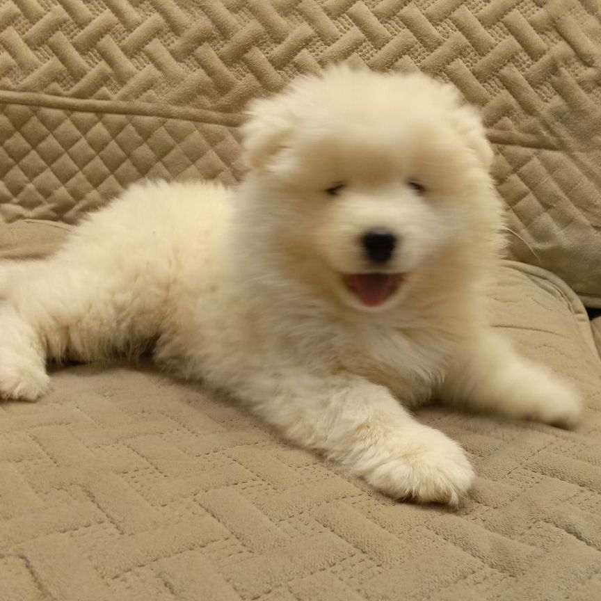 Мишутки самоедики