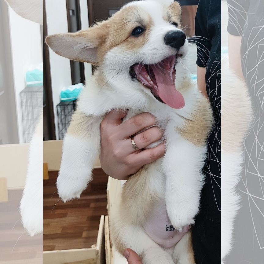 Вельш Корги Пемброк, щенок