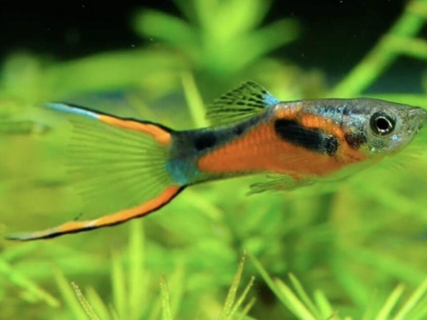 Гуппи и петушки