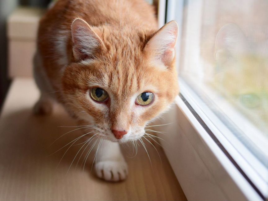 Крупный рыжий кот