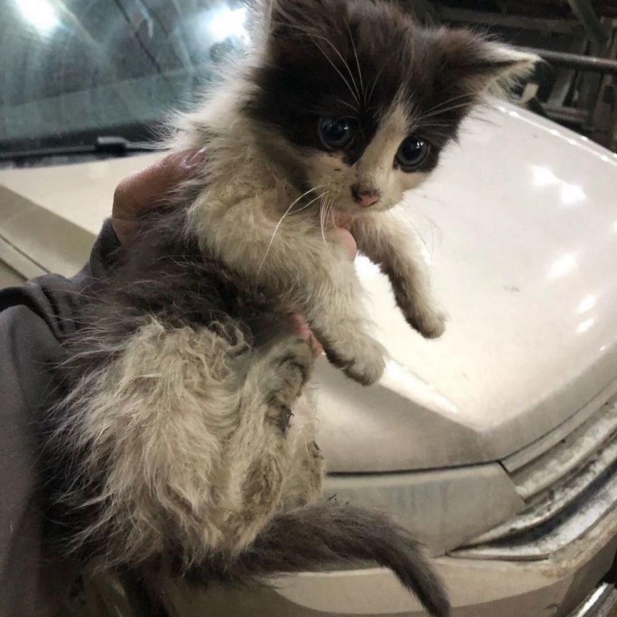 Котенок в добрые руки
